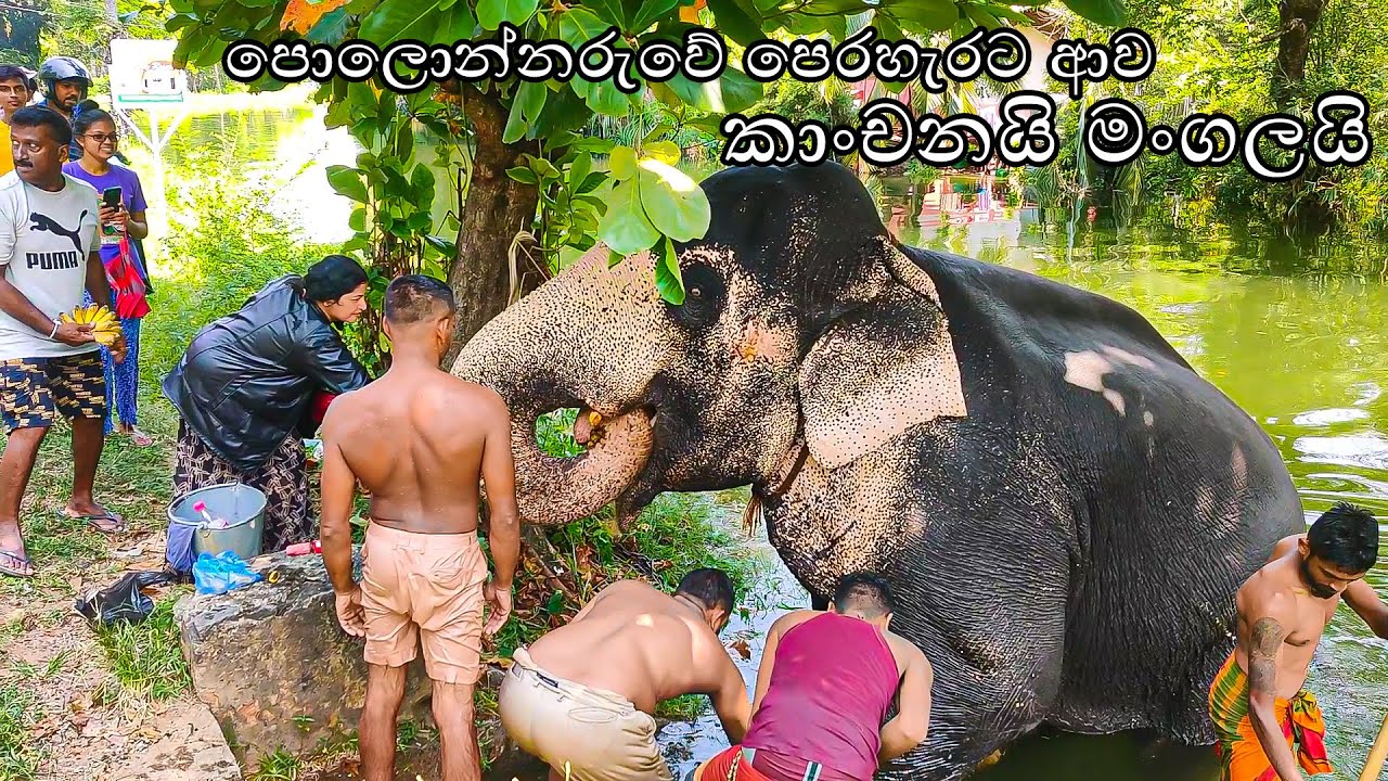 Wow!! Beautiful Elephant Bathing and Ladies Feeding to Elephant ...