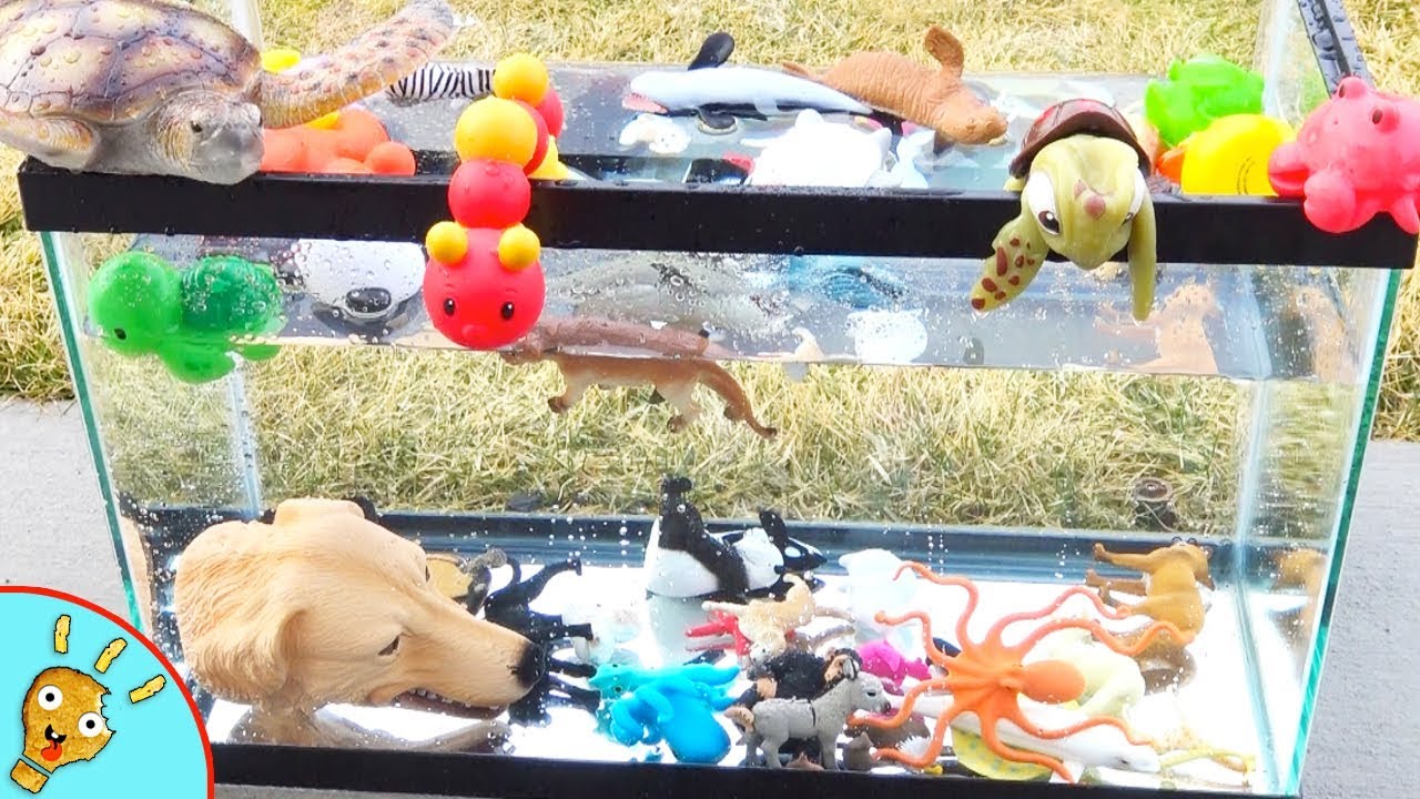 Fun Animal Toys in a Fish Tank Learn Colors with Squishee Nugget! - YouTube