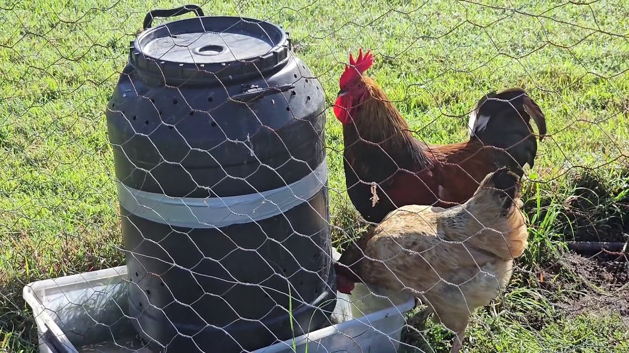 Easy Maggot Farm for Chickens - Sandponics - New Water Pump - YouTube