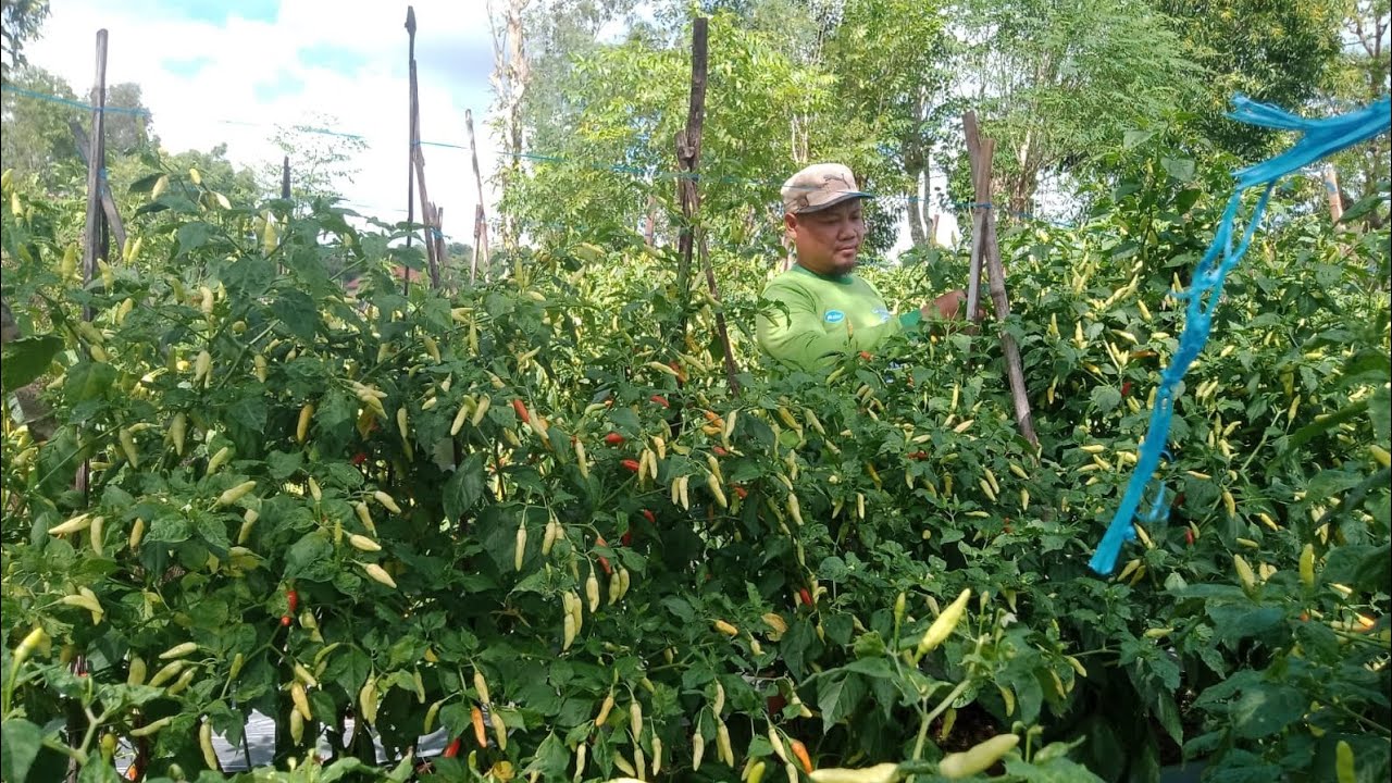 CABE VIRAL PAK BARKAH #indonesiaku #viral #berkebun #pertanian # ...