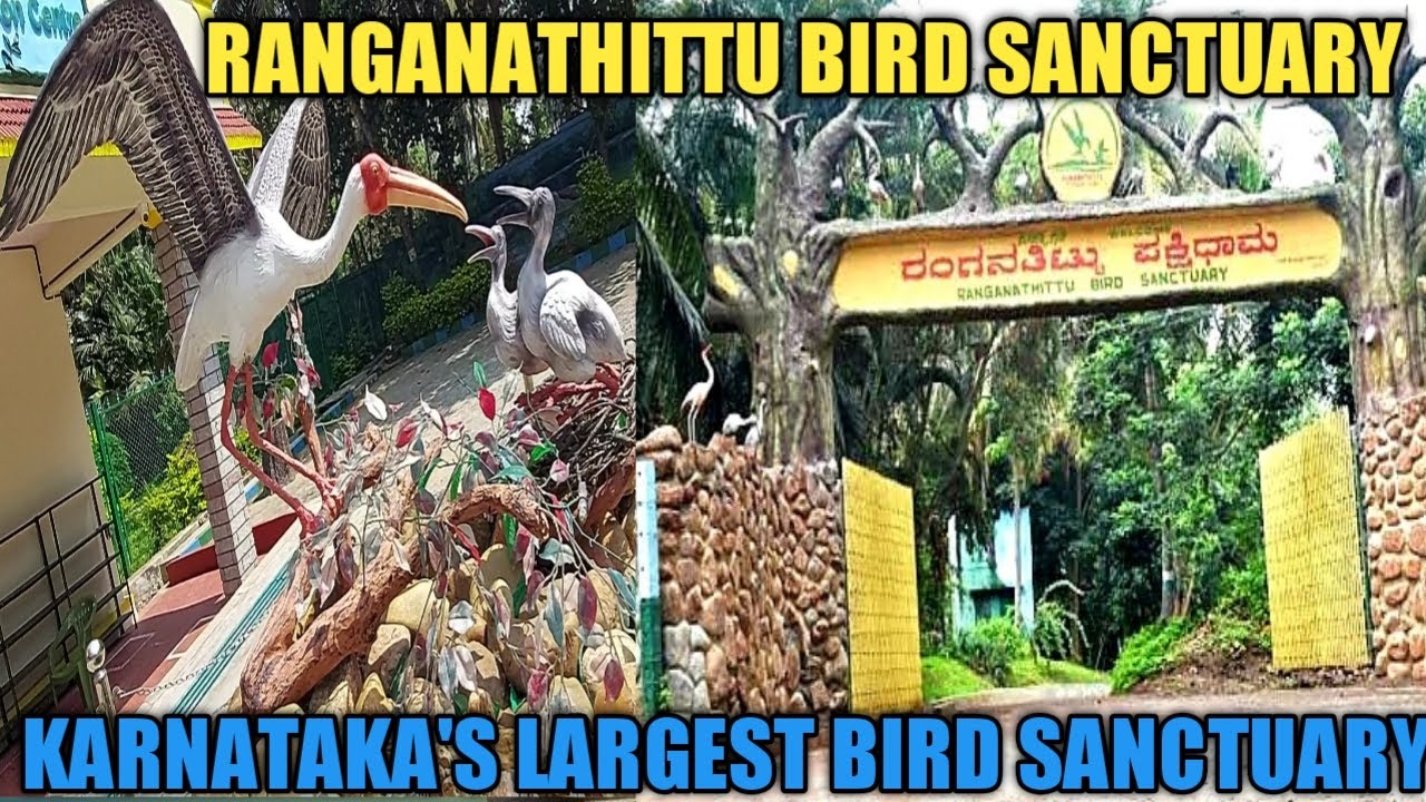 RANGANATHITTU BIRD SANCTUARY FULL INFORMATION | KARNATAKA "S LARGEST ...