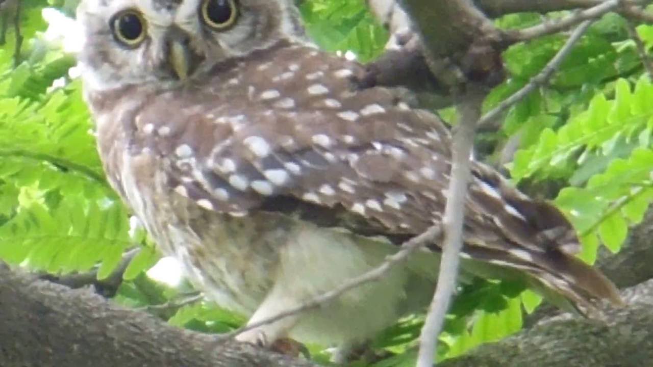 Birds Of Neighborhood 7-Indian Owl(Ullu} - YouTube