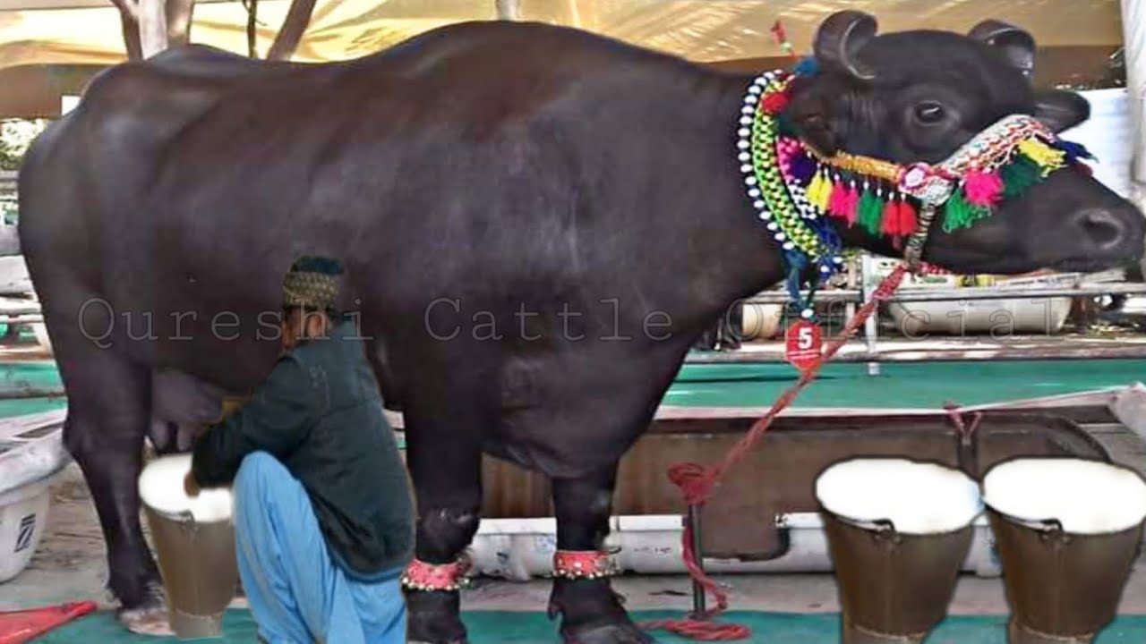 Pakistan's Best Milking Buffalo || Sindhi Kundhi Buffalo || Banni ...