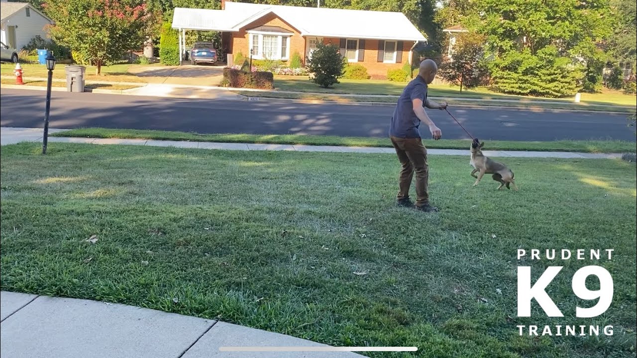 Prudent K9 Training - Lucy - Introduction - YouTube