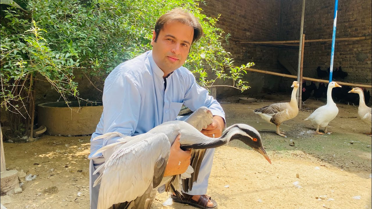 My Mini Zoo || Maira chota sa Charya ghar. - YouTube