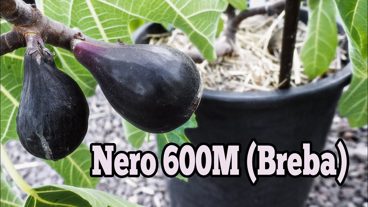 Nero 600m Breba Fig Tasting - YouTube