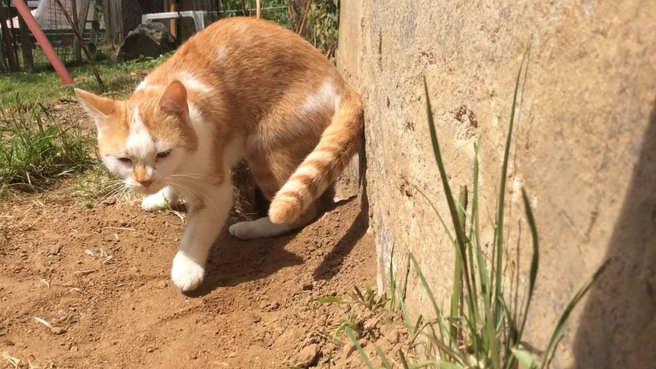 Cat goes in rabbit hole - YouTube