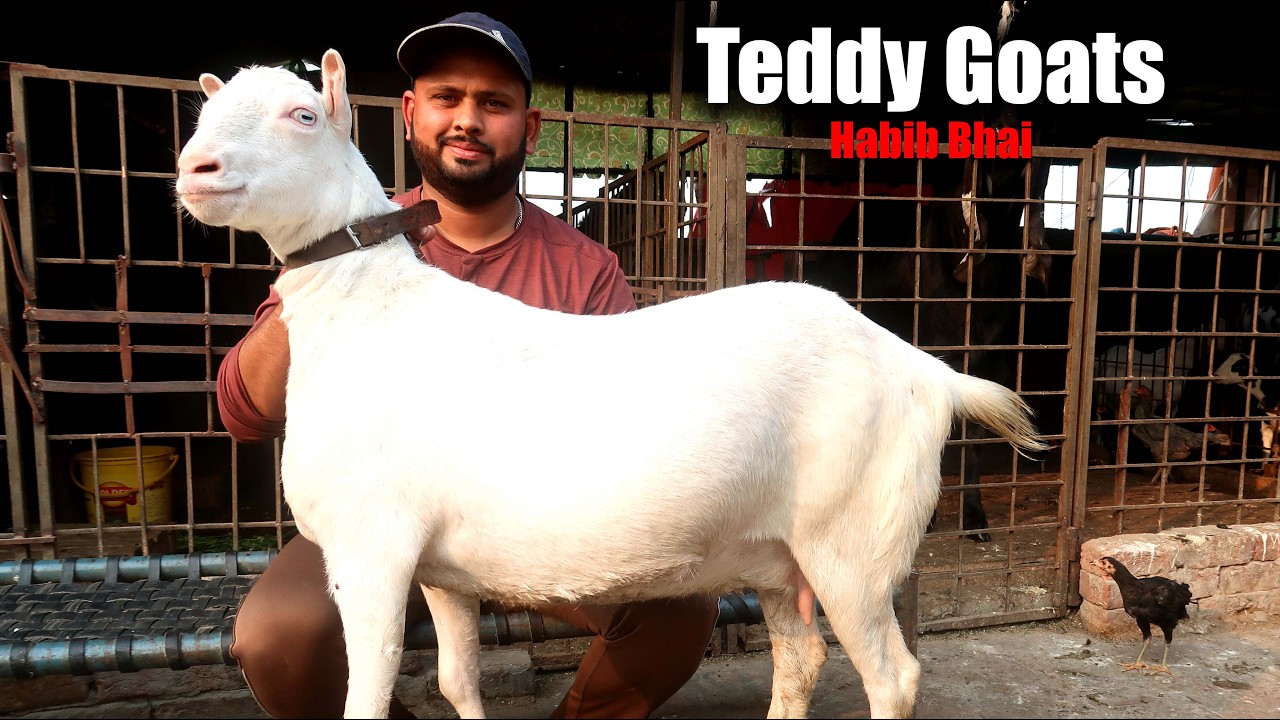 Teddy Goat Farming In Pakistan - Beautiful Small Goat Breed Lahore 2026 ...