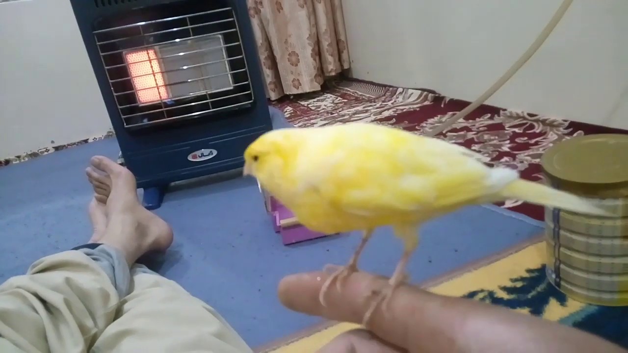 Best canary hand tame canary 2019 - YouTube
