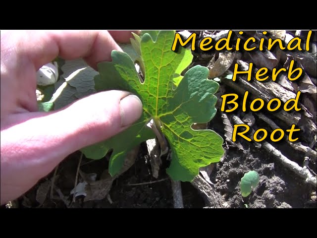 Bloodroot Root