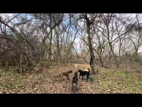 Cooper, Duke, Rigby, Kai, Jake, Berger - YouTube