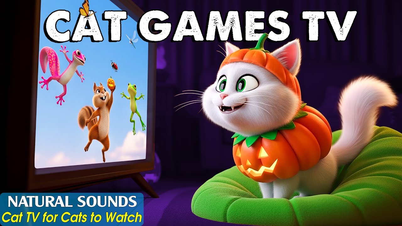 Funny Interactive CAT TV－Top Cat Games That Boost Your Cat’s Mood ...