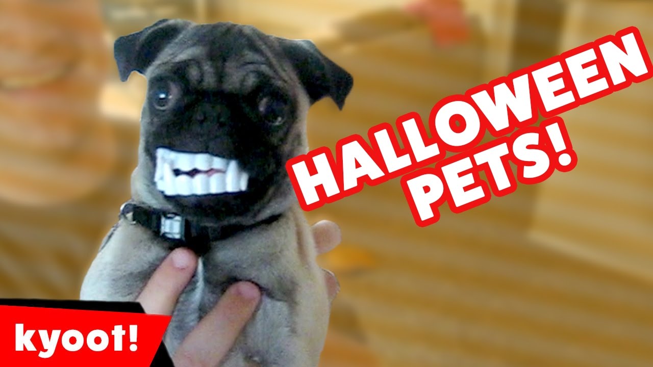 Funniest Cats & Dogs In Halloween Costumes Weekly Compilation 2016 ...