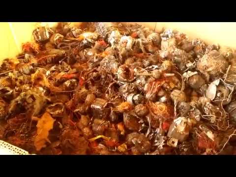 2400 Ringmill - Meatballs Test - YouTube