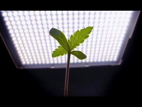 Cannabis Timelapse seedling stage | Satori strain by Shishkin Dok - YouTube