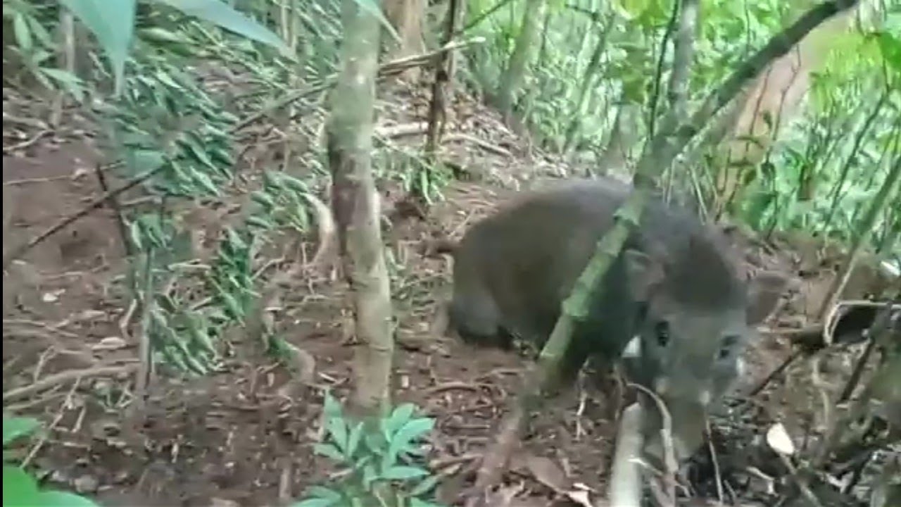 Baboy Damo Hunting/3 Days Camping sa Bundok - YouTube