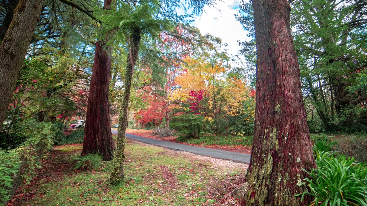Mt Wilson (Windyridge Garden) 2020 - YouTube