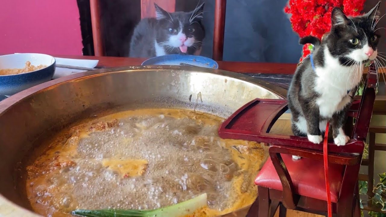 Le Chat Jojo va au restaurant (fondue chinoise sur Paris) - YouTube