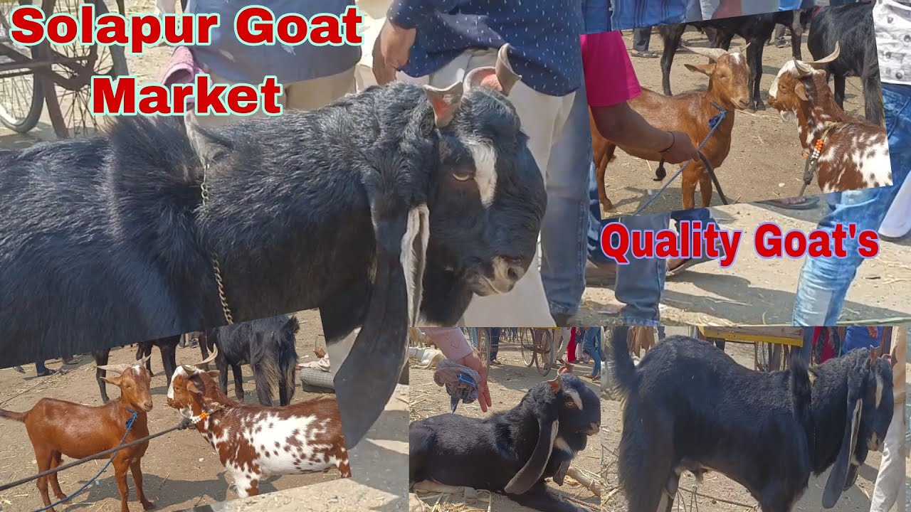 Solapur Goat Market Me Quality Mal Ara Hai | Goat Market In Maharashtra ...