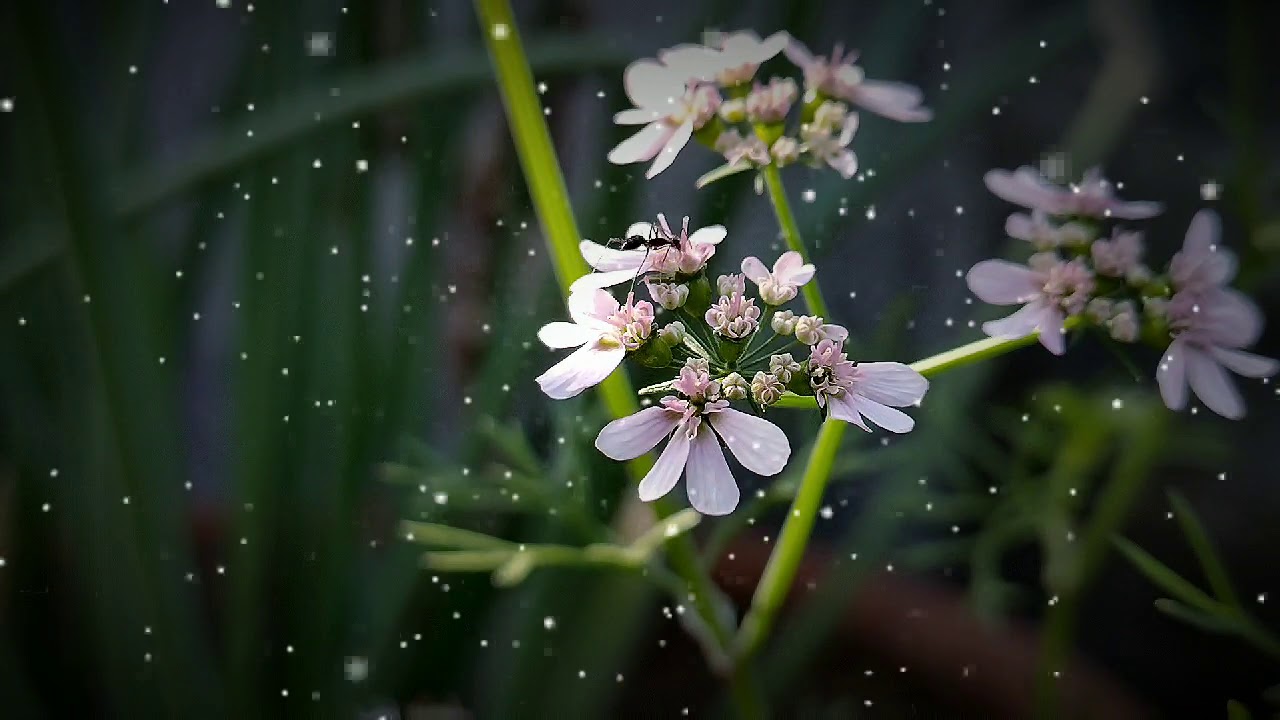 Nature videography... - YouTube