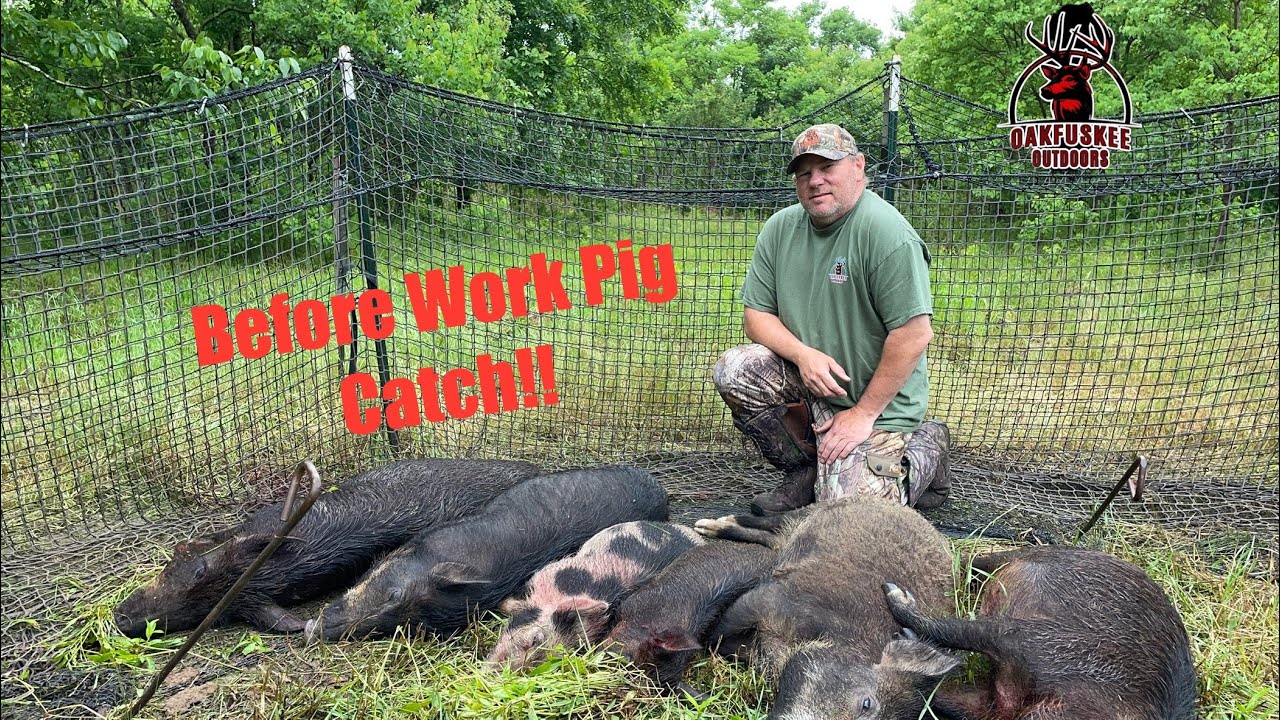 Before Work Pig Catch - YouTube