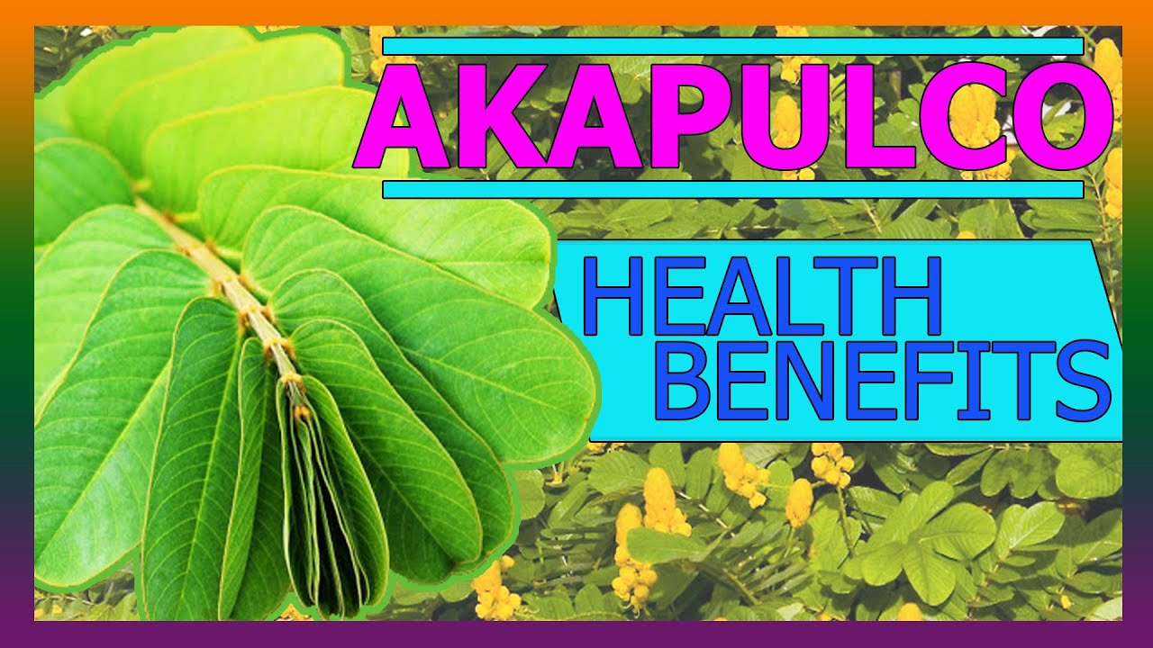 AKAPULCO HEALTH BENEFITS| MEDICINAL PLANT - YouTube
