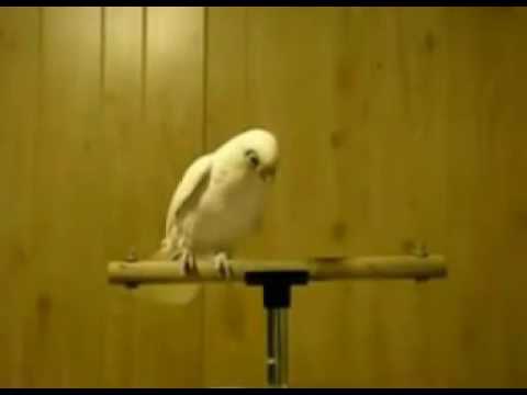 MÜZIK ESLIGINDE OYNAYAN PAPAĞAN