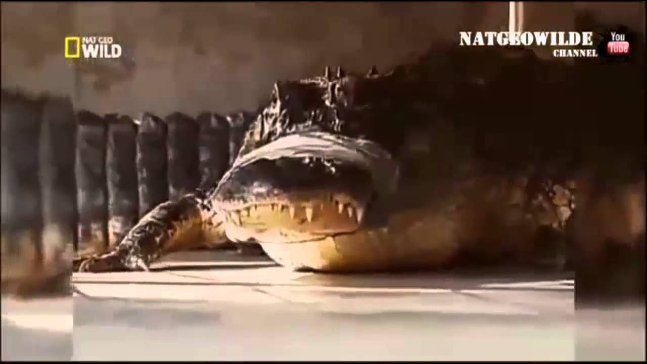 Deadly Animal Attacks on Human Wild Attack Documentary - YouTube