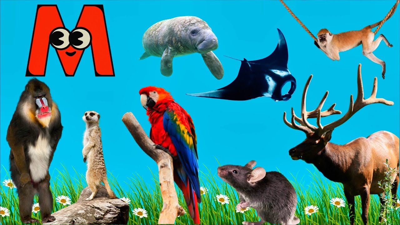 "Learn Animals with Letter M and Amazing Facts about Them - Educational ...