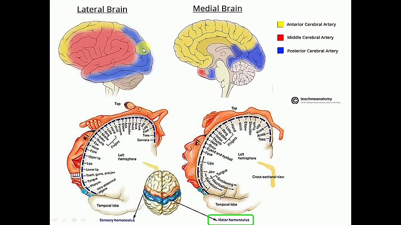Clinical Anatomy scenario-based problem solving cases: Neuroanatomy-3 ...