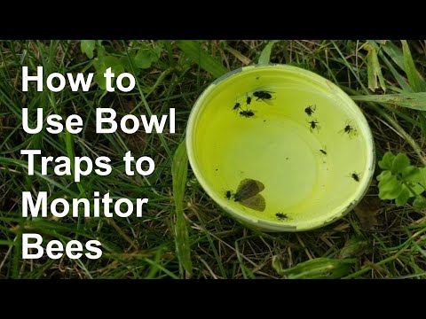 How to Use Bowl Traps to Monitor Bees - YouTube