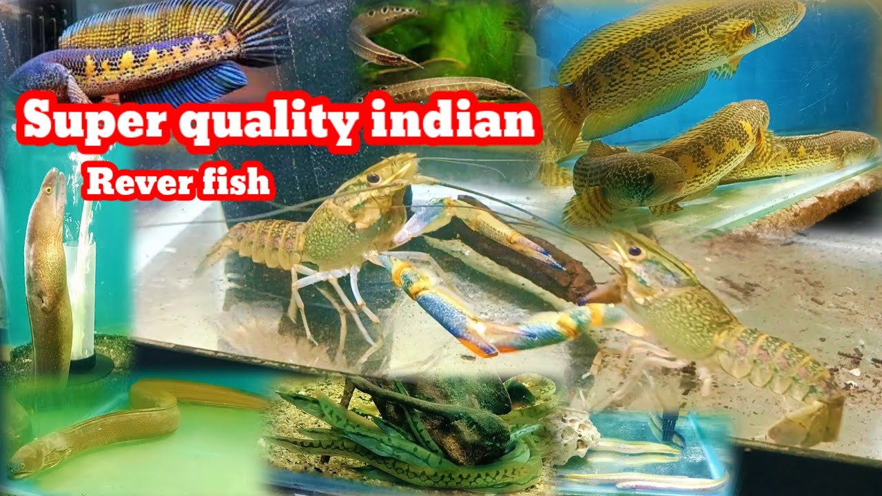 River Fishes of India🤗Golden Cobra Snakehead🤗Channa Bleheri - YouTube