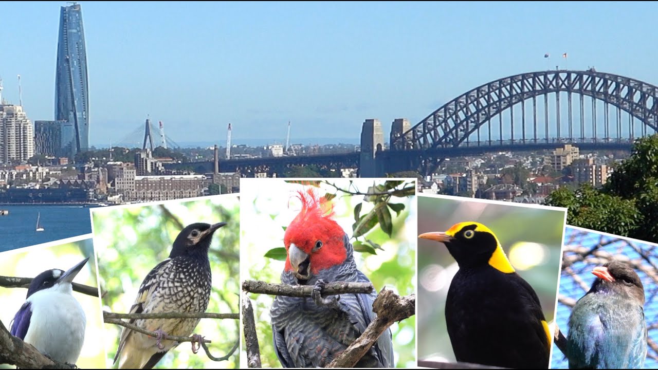 Amazing Birds @ Australian Forest Aviary, Taronga Zoo, Sydney - YouTube