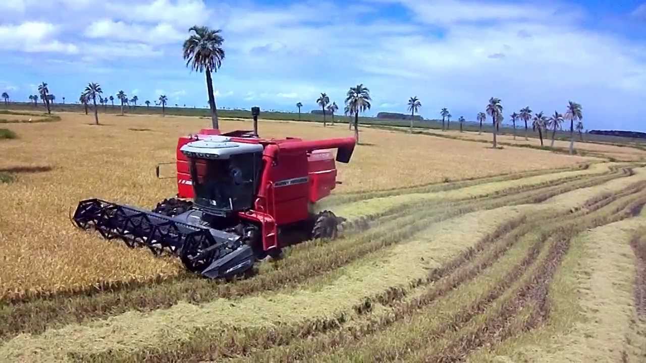 MF 5650SR colhendo lavoura de 170 sacos/ha de arroz a 3,2 km/ha - YouTube