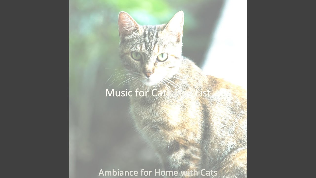 Sprightly Ambiance for Relaxing Cats - YouTube