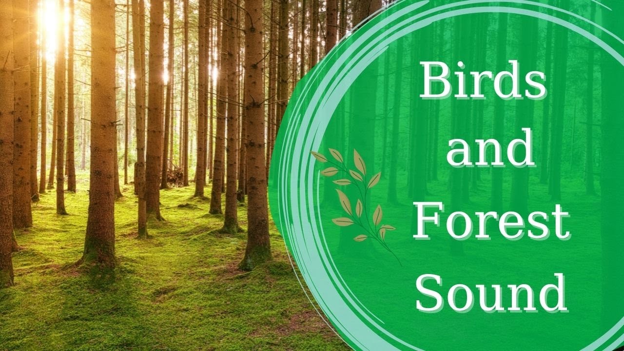 Forest Birdsong / Nature Sound | Relaxing Birds and Forest Sound with ...