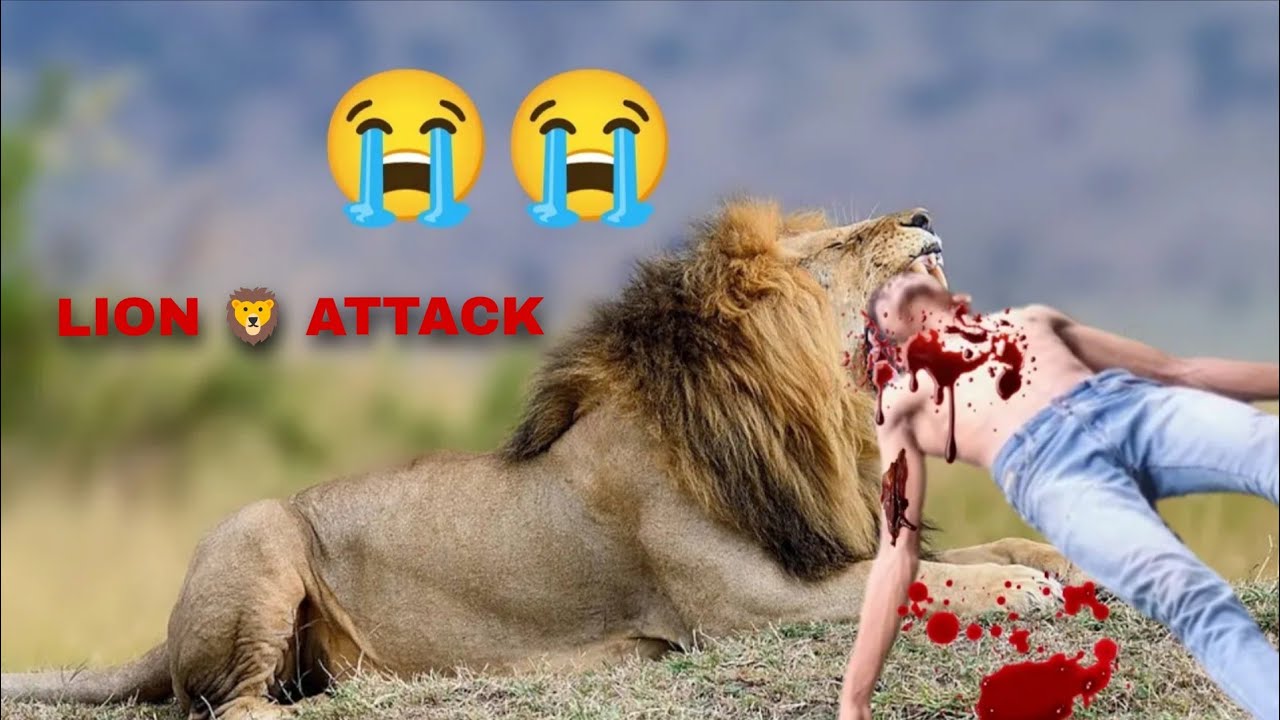Lion Attack Man in Forest | Lion Attack Hunter | Lion Attack Stories ...