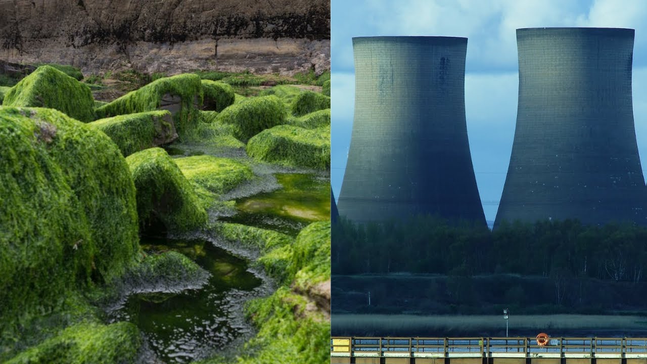 How Much Algae Is in Your Cooling Tower?| Algae and Algal Bloom - YouTube