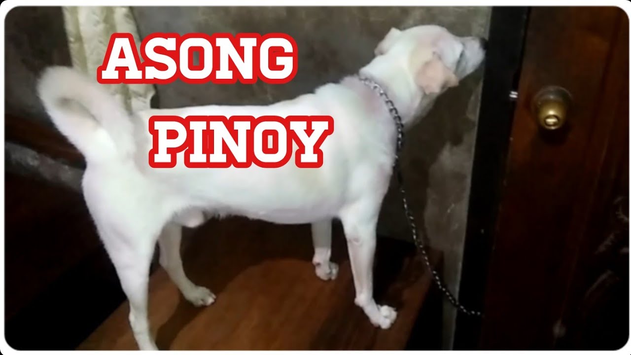 ASONG PINOY (ASPIN DOG) | DER DOGS - YouTube
