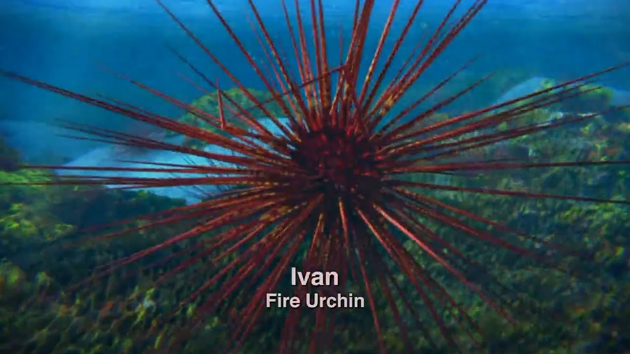 Surf's Up but only the Fire Urchin scene - YouTube