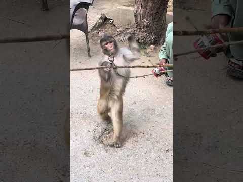 🐒🐵INTELLIGENT MONKEY😂MONKEY DANCE & UNIQUE STYLES 😁 - YouTube