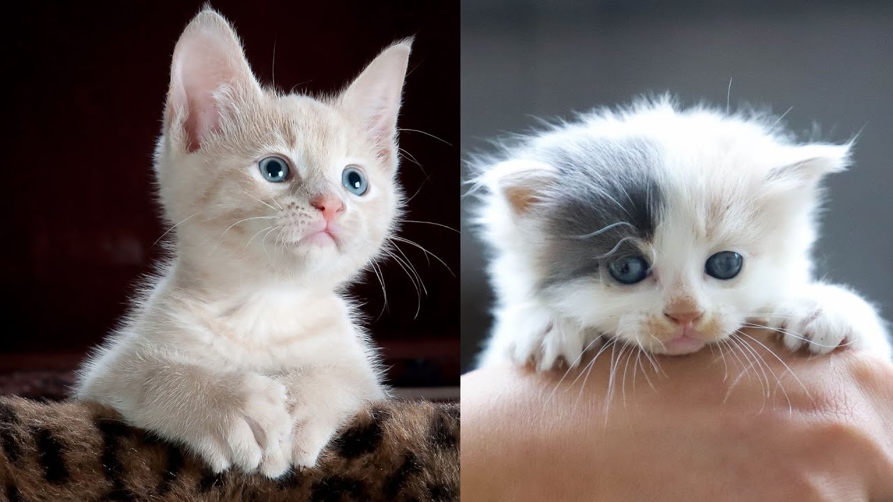 😍Gatos Pequenos MIANDO- Cat Meowing - Gatinhos Miando - YouTube