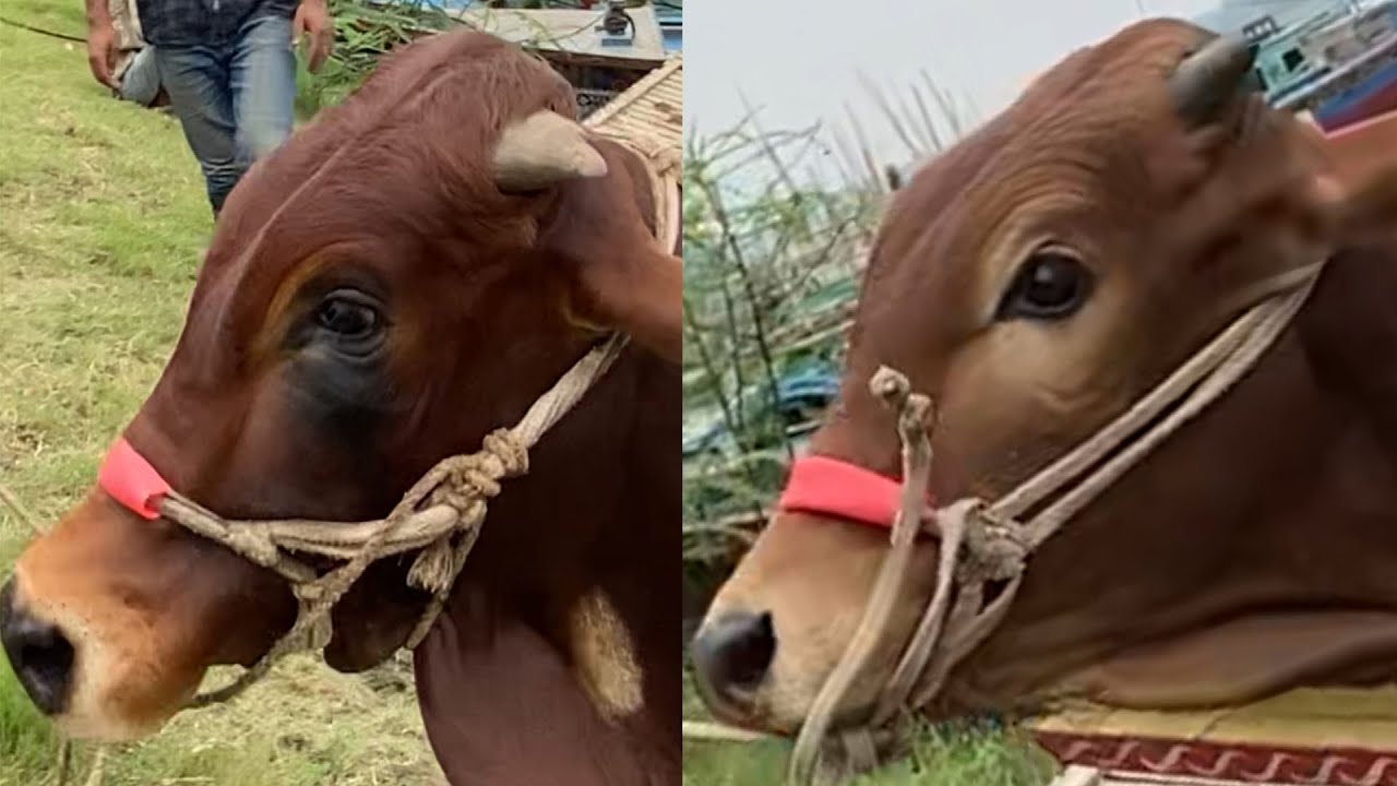 Cow Videos,Cow Video,Goru Humba Cow,Mooing Cow,CAW,Brahman Cows & Bull ...