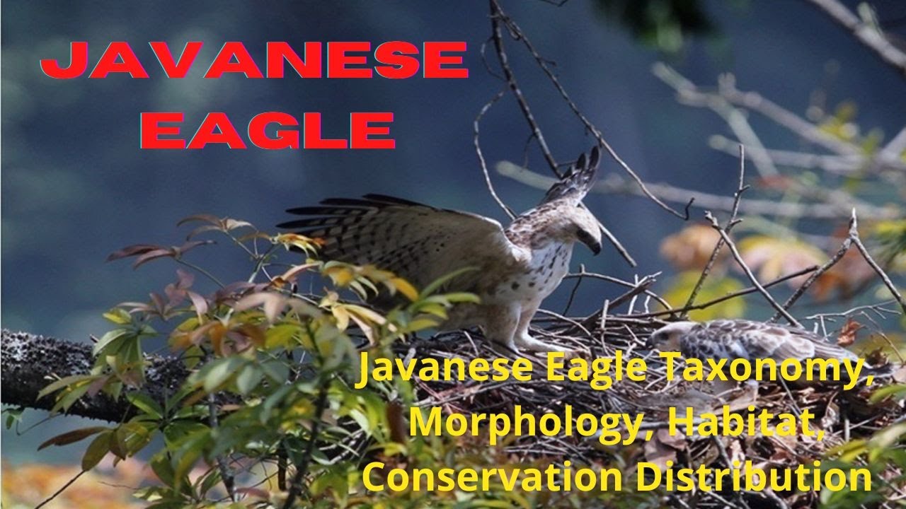 Javanese Eagle Taxonomy, Morphology, Habitat, Conservation Distribution ...