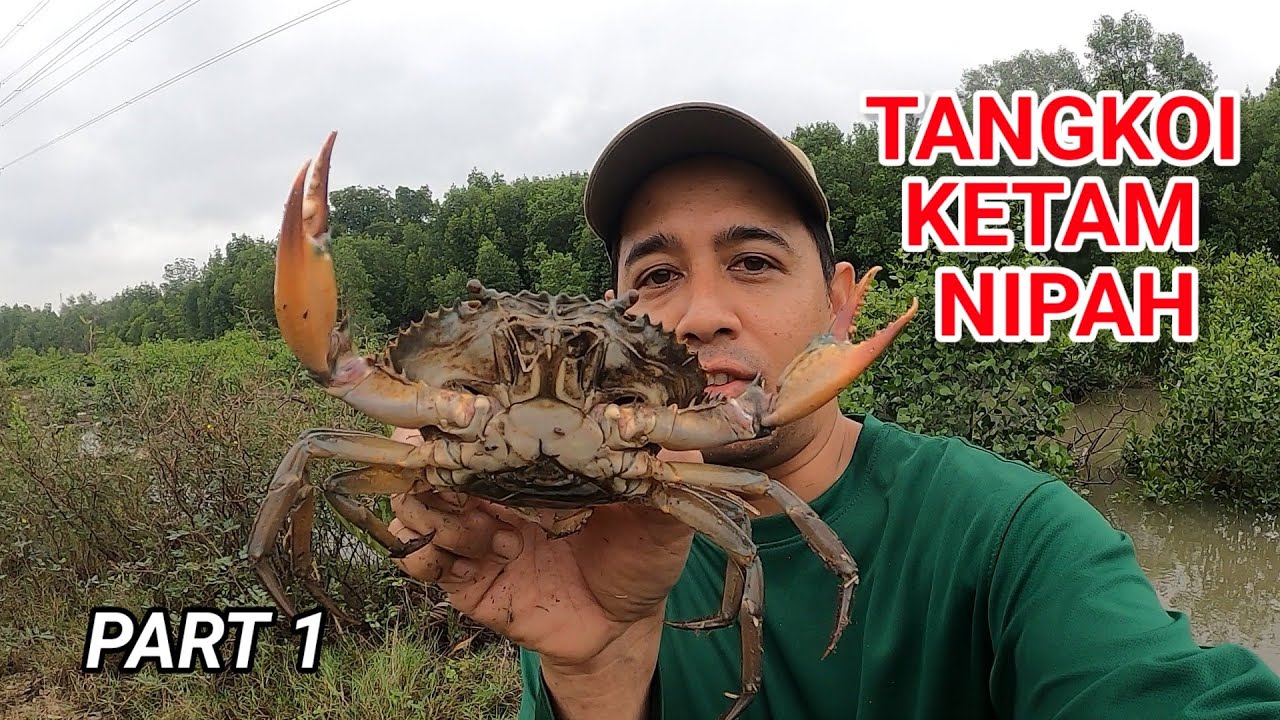 Tangkoi Ketam Nipah Pada Musim Tengkujuh | Vlog 103 - YouTube