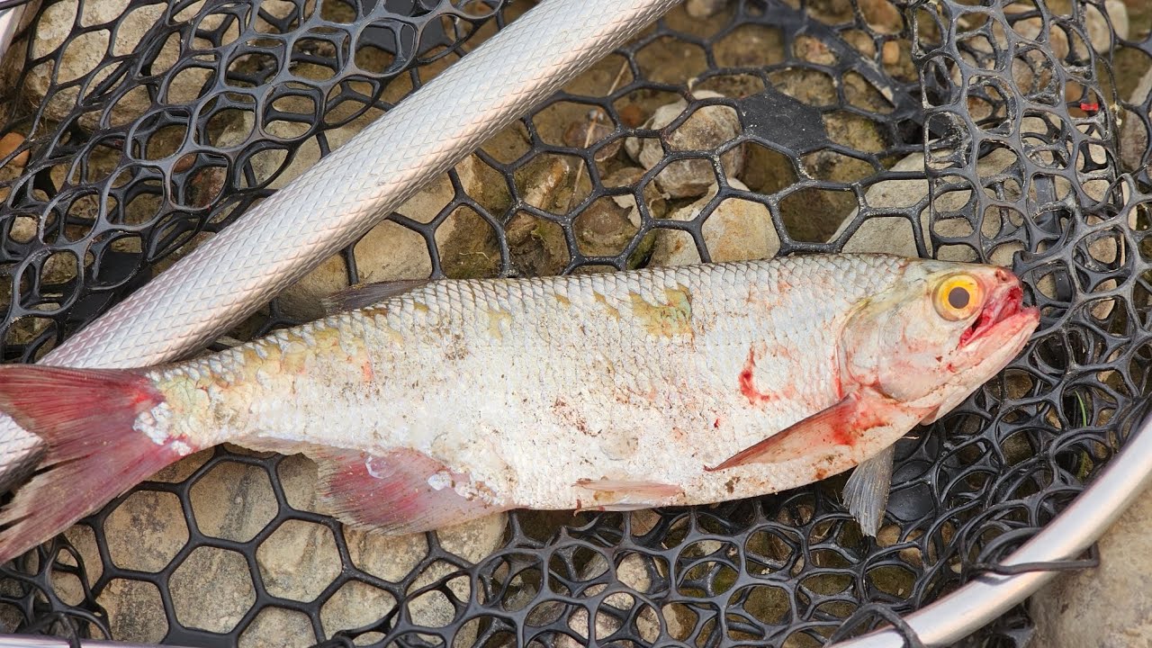 Fishing at Tolman bridge ( camping site ) #canadianvlog #travelvlog # ...