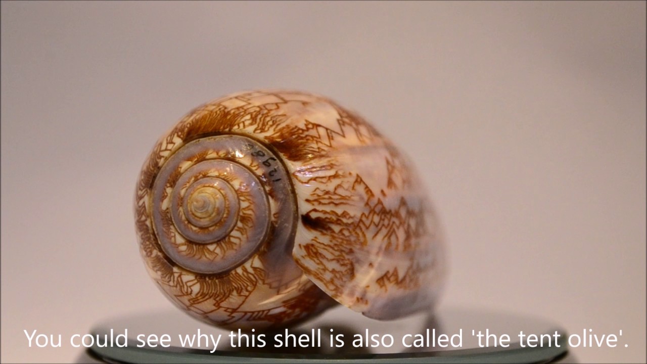 TOP 10 most beautiful shells of the world! - HD 1080p video - YouTube