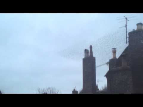 Starling Murmuration over Bridgnorth Bylet