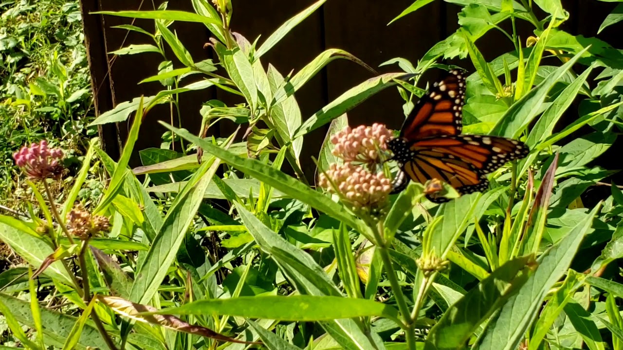 Monarch mama lays an egg - YouTube