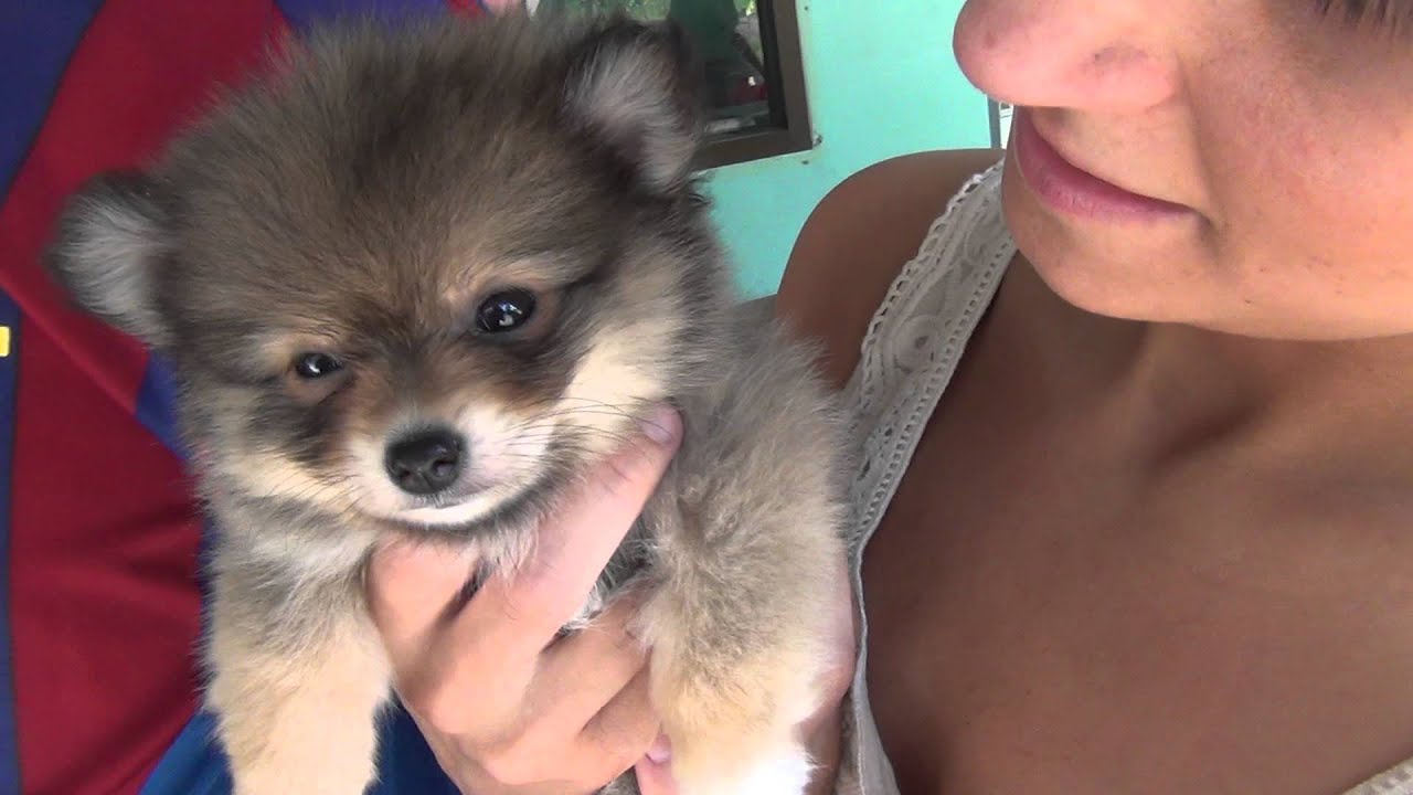 Two cute and fluffy puppies - YouTube